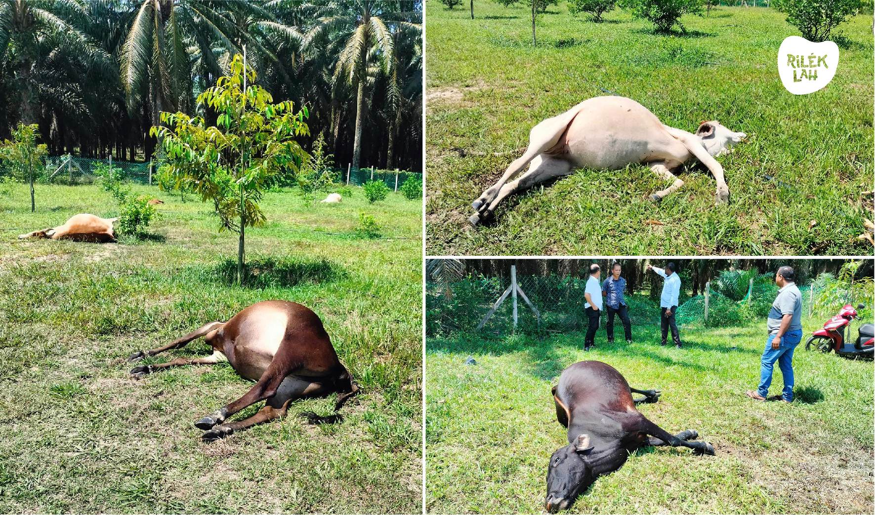 "Mati Bergelimpangan, Mulut Berbuih & Organ Keluar Darah" - 50 Ekor Lembu Ditemui Diracun Sebab ...